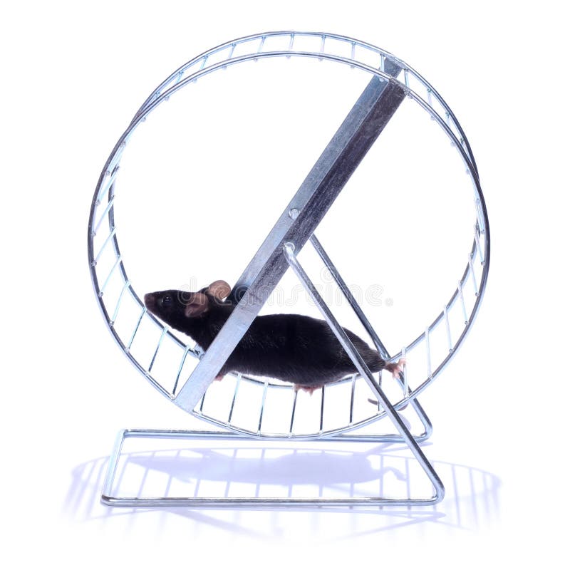 Rodent Exercise Wheel Isolated on White. Stock Image - Image of mouse ...