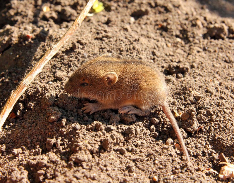 125 Newborn Field Mouse Pictures Stock Photos - Free & Royalty-Free ...