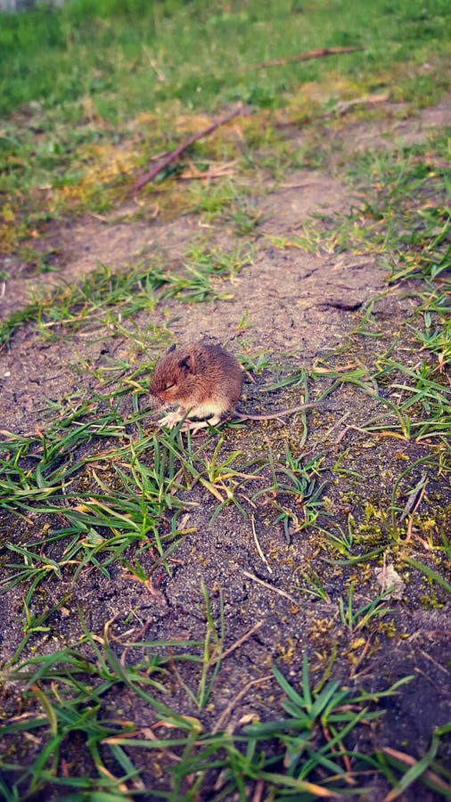 Little mouse stock image. Image of field, tiny, animal - 96920215