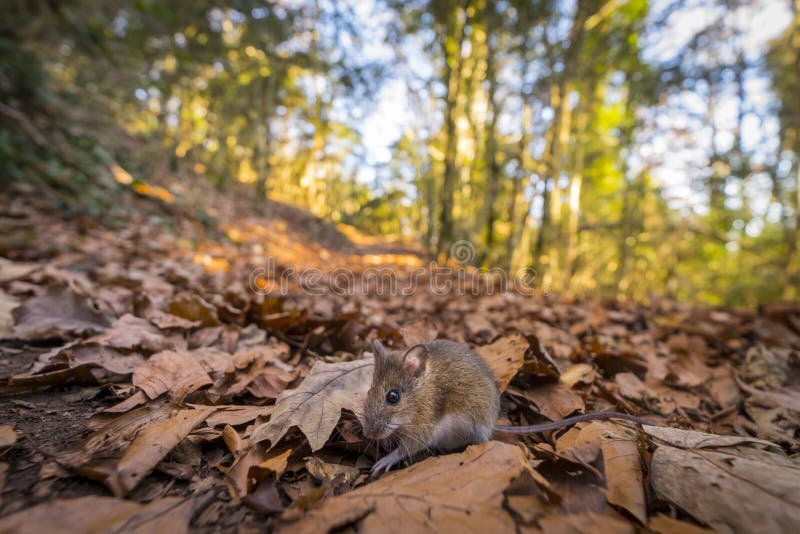 Little mouse in the forest stock photo. Image of autumn - 109153500