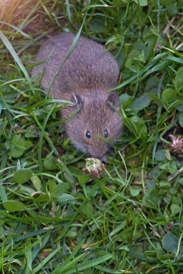 Mouse in the grass stock image. Image of enjoy, ears - 101046443