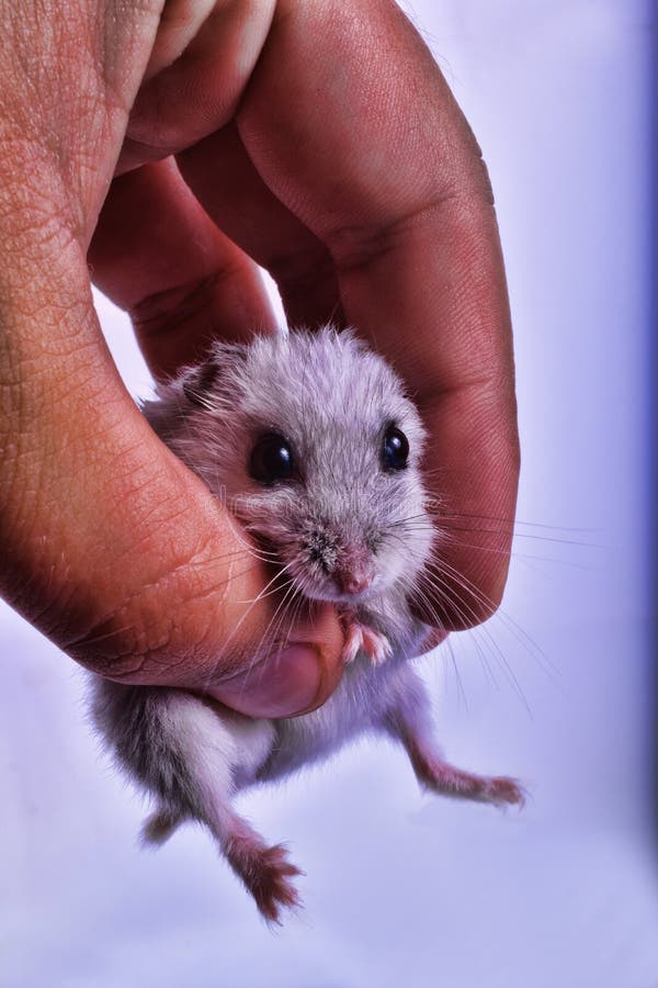 Little mouse in hand stock image. Image of humor, pets - 75504625