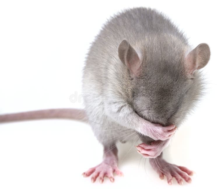 A little mouse stock photo. Image of control, close, nibbled - 30500146