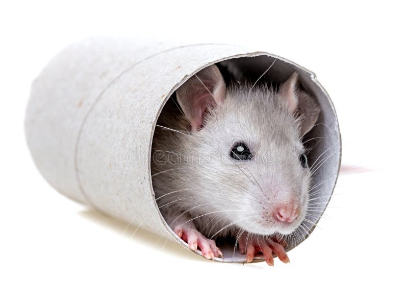 Google Groups Siberian Mouse