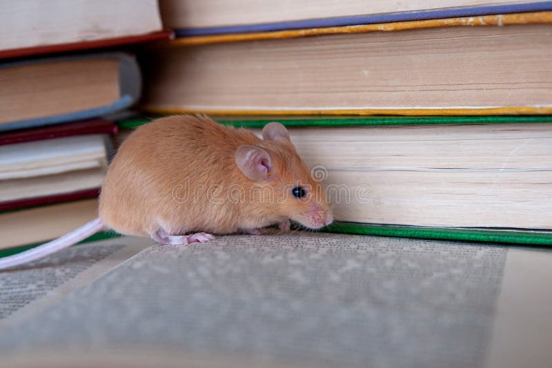 Little Mouse Reads Books in the Library Stock Image - Image of fluffy ...