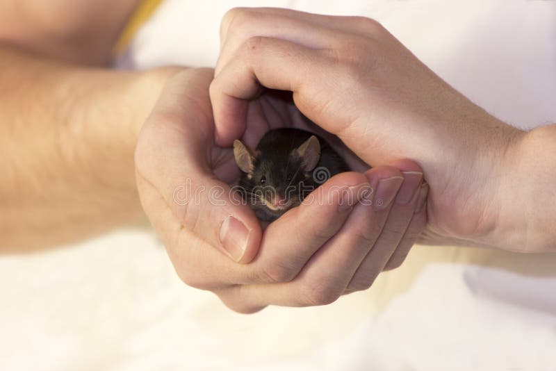 Little Mouse Sitting in Hands Stock Image - Image of kindness, macro ...