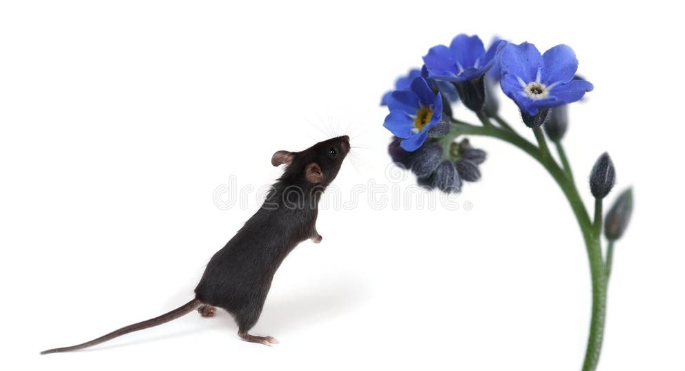 101 Mouse Smelling Flowers Stock Photos - Free & Royalty-Free Stock ...