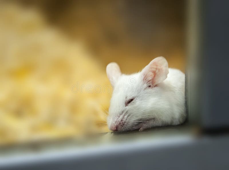 Little mouse stock photo. Image of - 52862702
