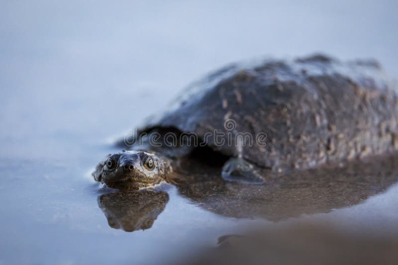 Mud Turtle in Botswana, Africa Stock Photo - Image of pelusios, little ...