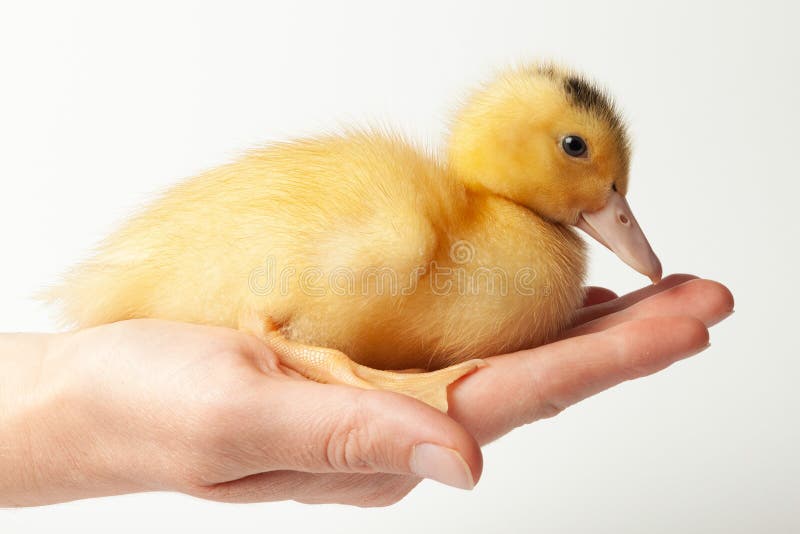 Little Mulard Duck in Hand, Close-up Stock Photo - Image of yellow ...