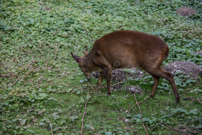 Muntjak Deer & X28;Muntiacus Muntjak& X29; in UK Stock Photo - Image of ...
