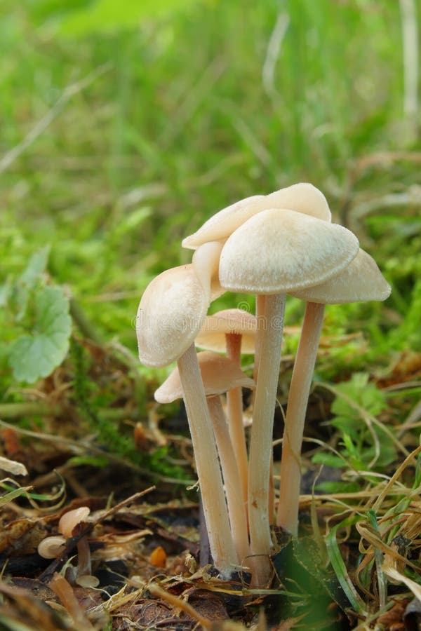 Little mushrooms in grass stock photo. Image of shank - 10659522