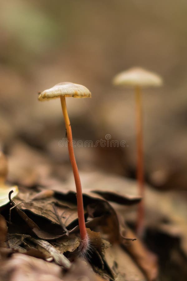 2 little mushrooms stock photo. Image of biology, dangerous - 177265398
