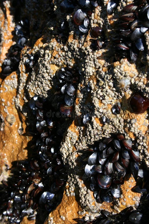 The Mussels Colony In Parque Natural Do Litoral On The North Of ...