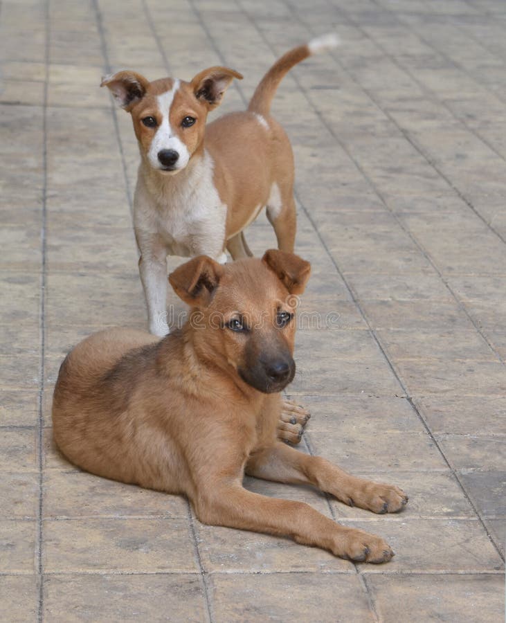 Two Little Native Indian Breed Puppies Stock Photo - Image of compared ...