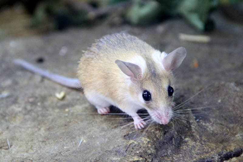 The little needle Mouse stock photo. Image of rabbit - 329627034