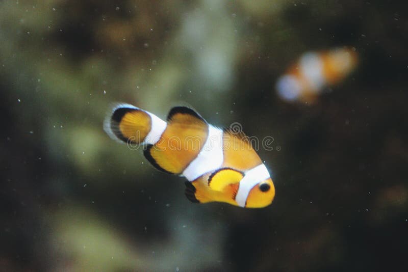 Little Nemo fish stock image. Image of peaceful, heart - 87793677