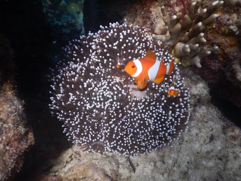 Little Nemo Swimming with Baby Stock Photo - Image of swimming, baby ...