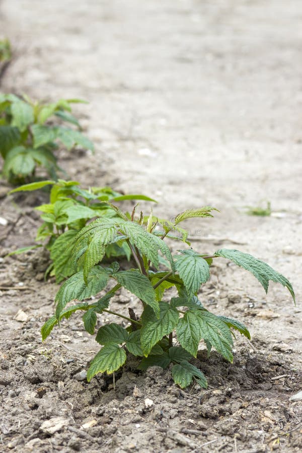 Little new raspberry bush stock photo. Image of raspberry - 135157286