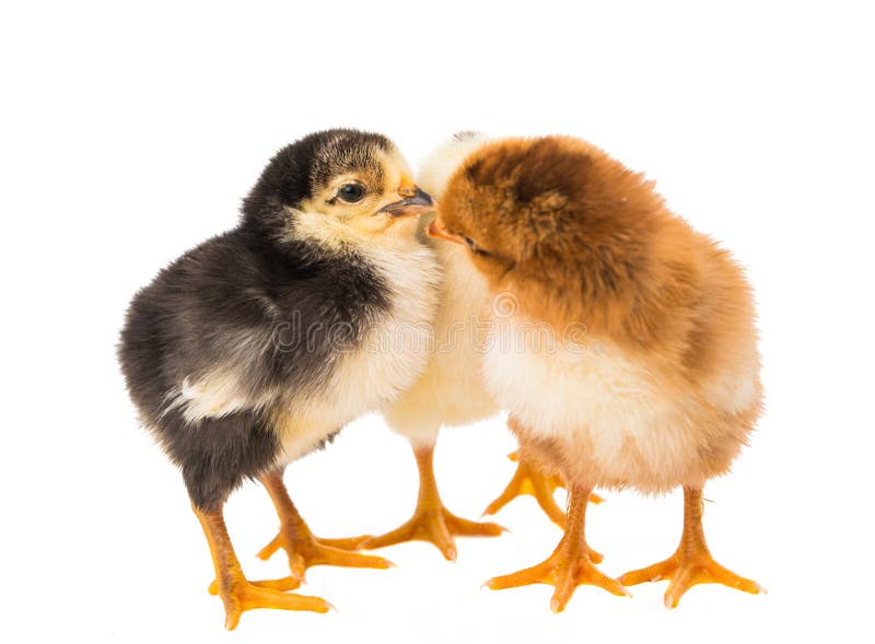 Little Newborn Baby Chicken Stock Photo - Image of color, born: 34427864