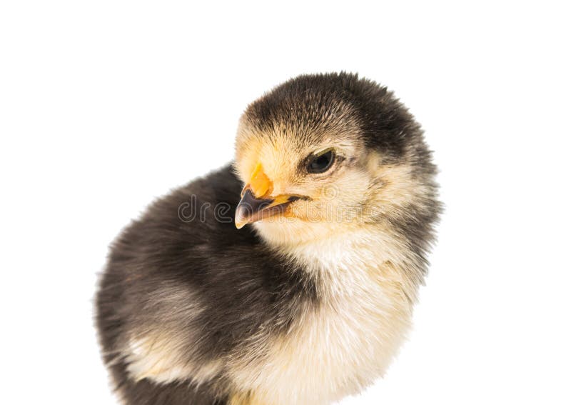 Little Newborn Baby Chicken Stock Image - Image of hatch, beginning ...