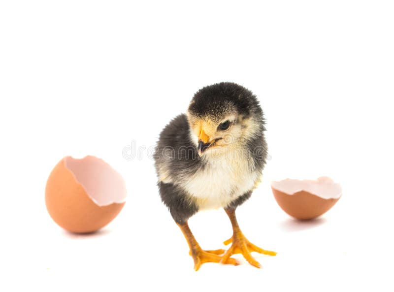 Little Newborn Baby Chicken Stock Image - Image of fluffy, beginning ...