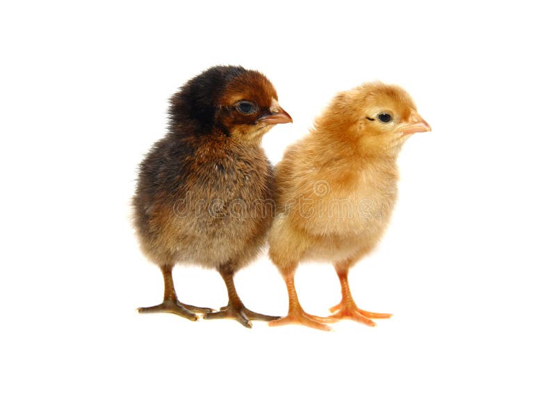 Two Baby Chicks Isolated on White Stock Image - Image of close ...