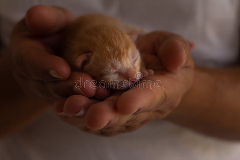 Little Newborn Cat in the Hands of a Man Stock Image - Image of kitten ...