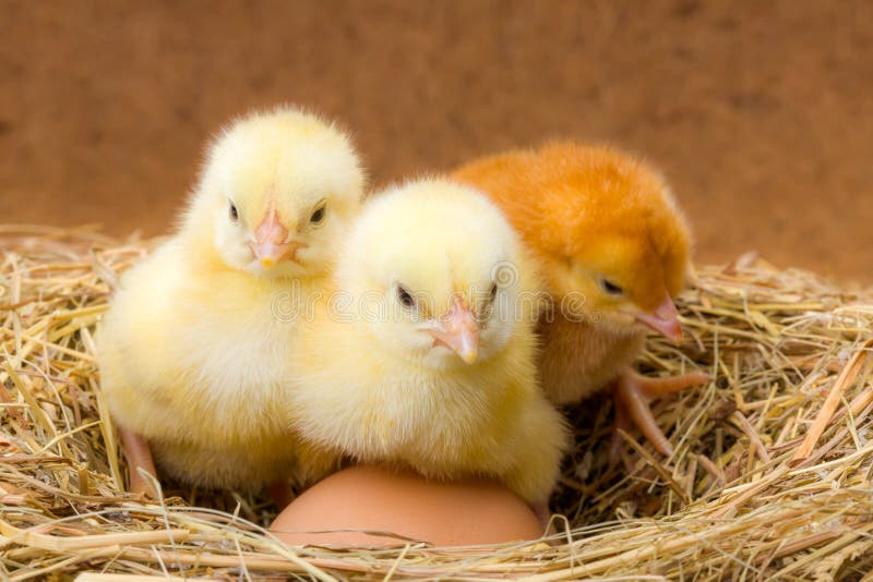 Little newborn chickens in nest with egg, Little newborn chickens in ...