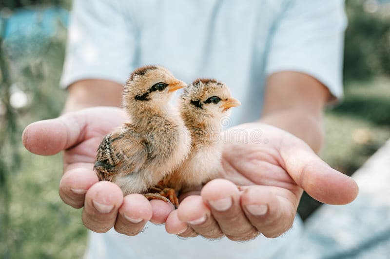Little Newborn Chicks on a Human Hand Stock Image - Image of holding ...