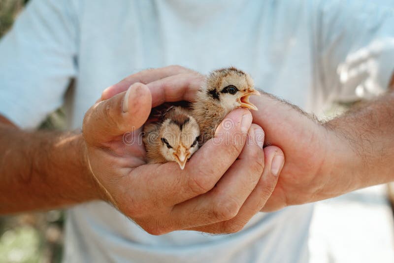 Little Newborn Chicks on a Human Hand Stock Photo - Image of protection ...