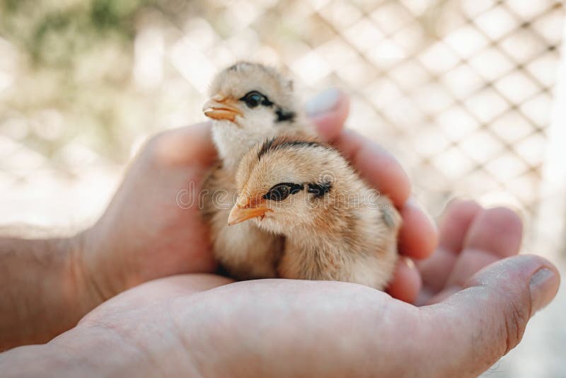 Little Newborn Chicks on a Human Hand Stock Photo - Image of life ...