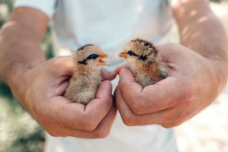 Little Newborn Chicks on a Human Hand Stock Photo - Image of chicks ...