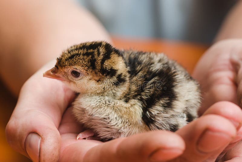 Little Newborn Colored Turkey in the Caring Hands of a Farmer Stock ...