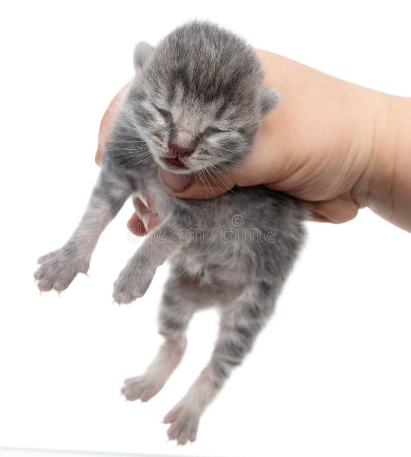 The kitten on hand closeup stock image. Image of animals - 88459799