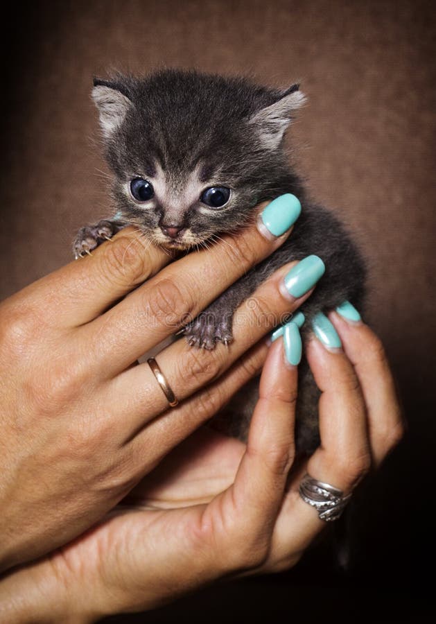 Little newborn kitten stock photo. Image of friendly - 156422066