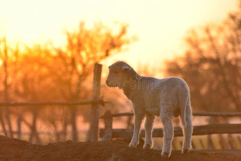 Little Newborn Lamb in Springtime in Sunset Light Stock Image - Image ...