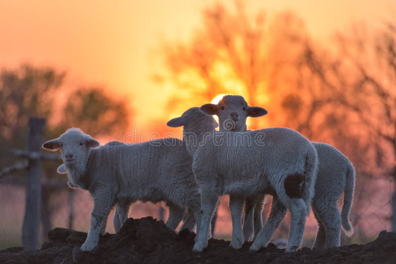 Little Newborn Lamb in Springtime in Sunset Light Stock Photo - Image ...