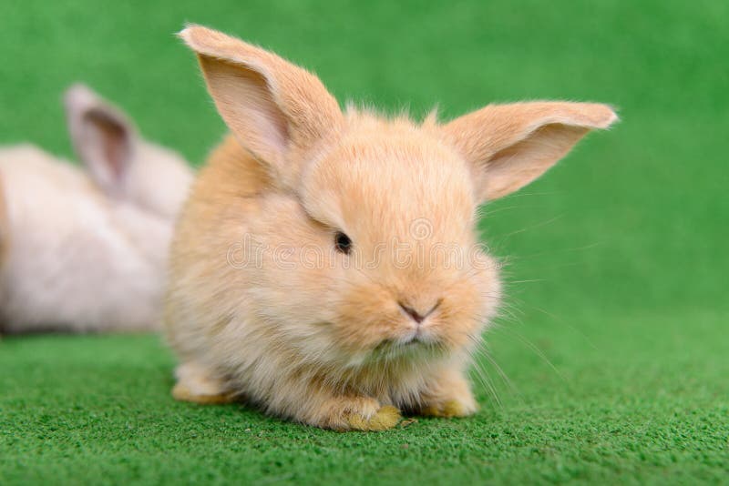 Sad-looking rabbit stock photo. Image of life, little - 3543348
