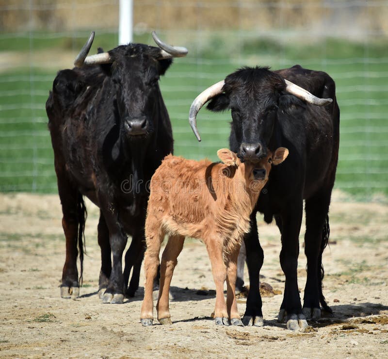 The Bull on the Spanish Cattle Raising Stock Image - Image of horns ...