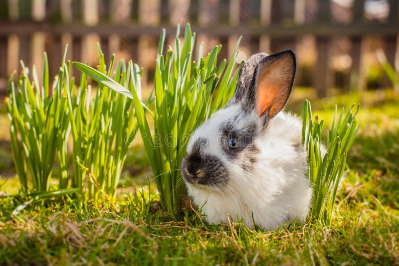Little nice rabbit. stock photo. Image of farm, garden - 66726834
