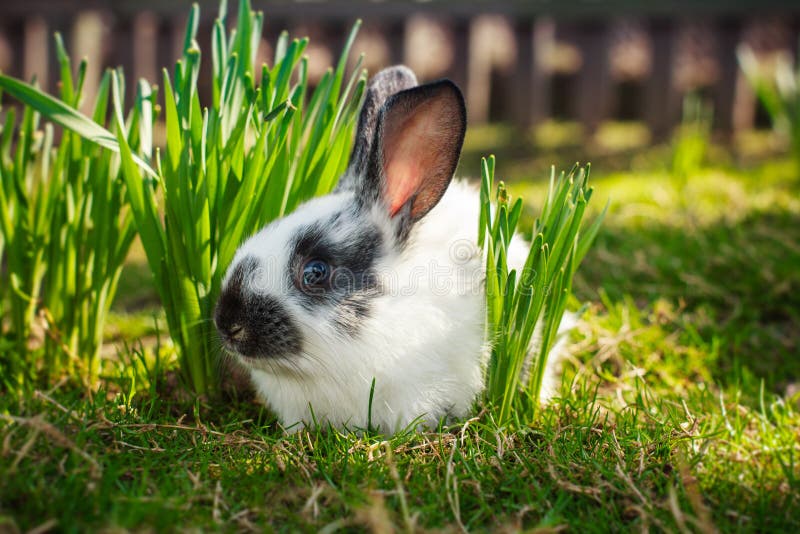 Little Nice Rabbit on Green Grass. Stock Image - Image of gray, rabbit ...