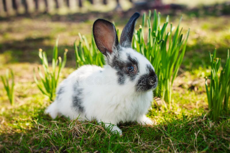 Little Nice Rabbit on Green Grass. Stock Image - Image of farm, nice ...