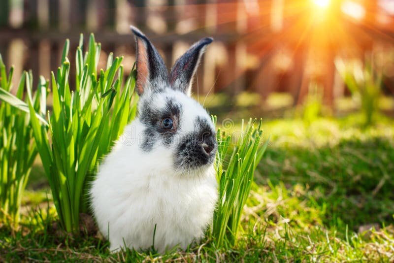 Little Nice Rabbit on Green Grass. Stock Photo - Image of hare, grass ...