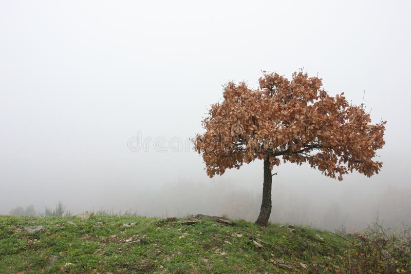 Little oak tree stock photo. Image of weather, mountain - 17417158
