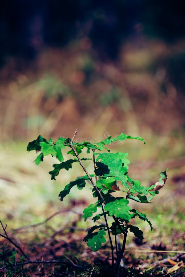 Little oak tree sapling stock photo. Image of growing - 200328338