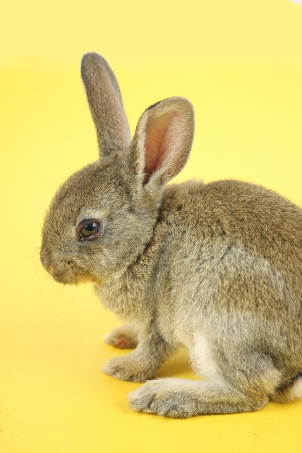 Little oavbrutet tjata arkivfoto. Bild av brassy, angus - 104953084