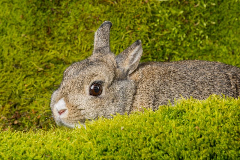 Liten kanin fotografering för bildbyråer. Bild av gulligt - 24786695