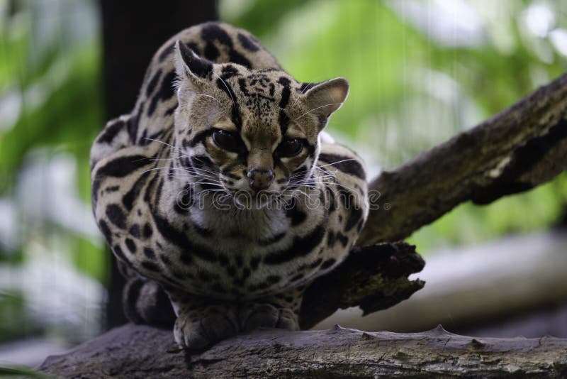 Ocelot in a tree stock photo. Image of closeup, lying - 127423688