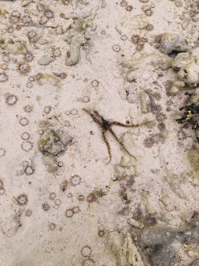 Little octopus stock image. Image of swim, baby, octopus - 248717417